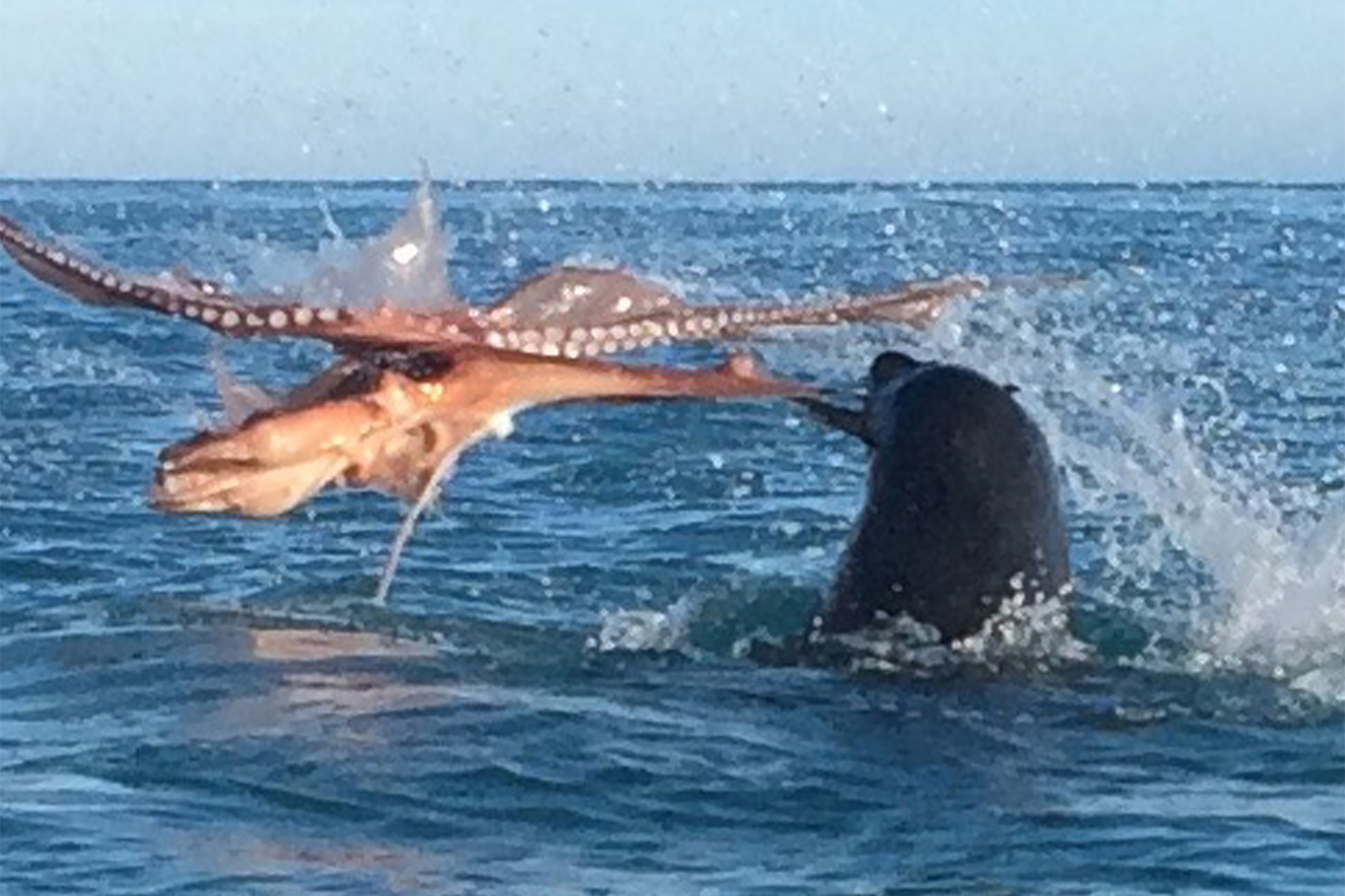 WATCH: Octopus Vs Seal Fight To The Death